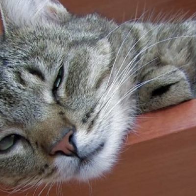 Highdive | Boutique Ad Agency Chicago | Creative Ad Agency Chicago